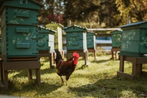 Hive Rental – Bees Please