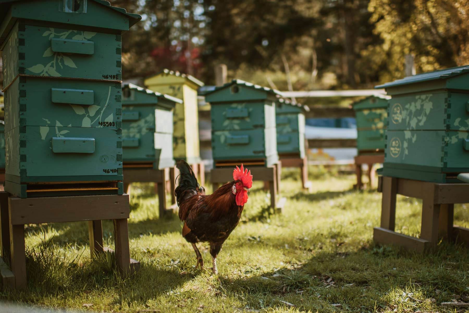 Hive Rental – Bees Please