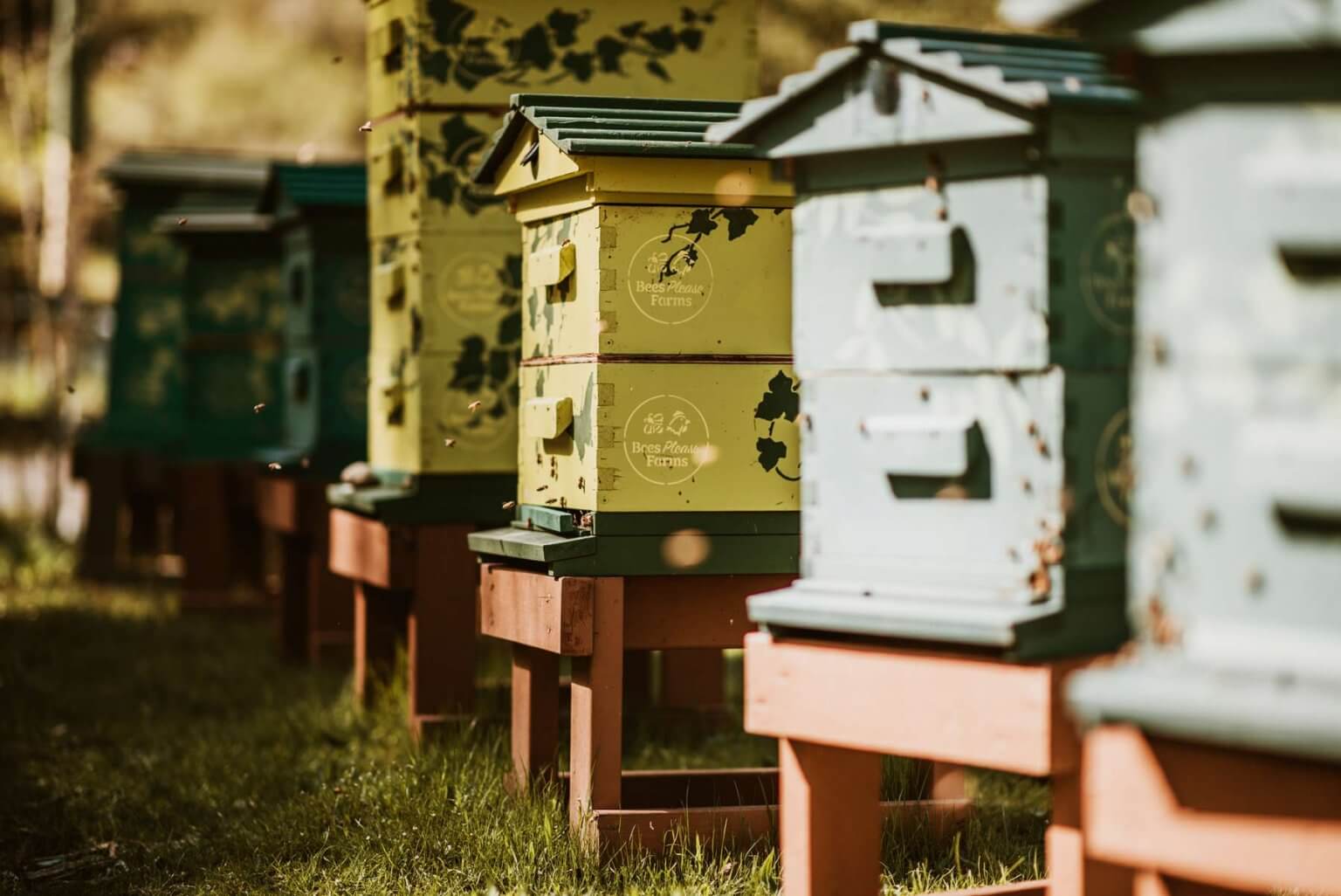 Hive Rental – Bees Please